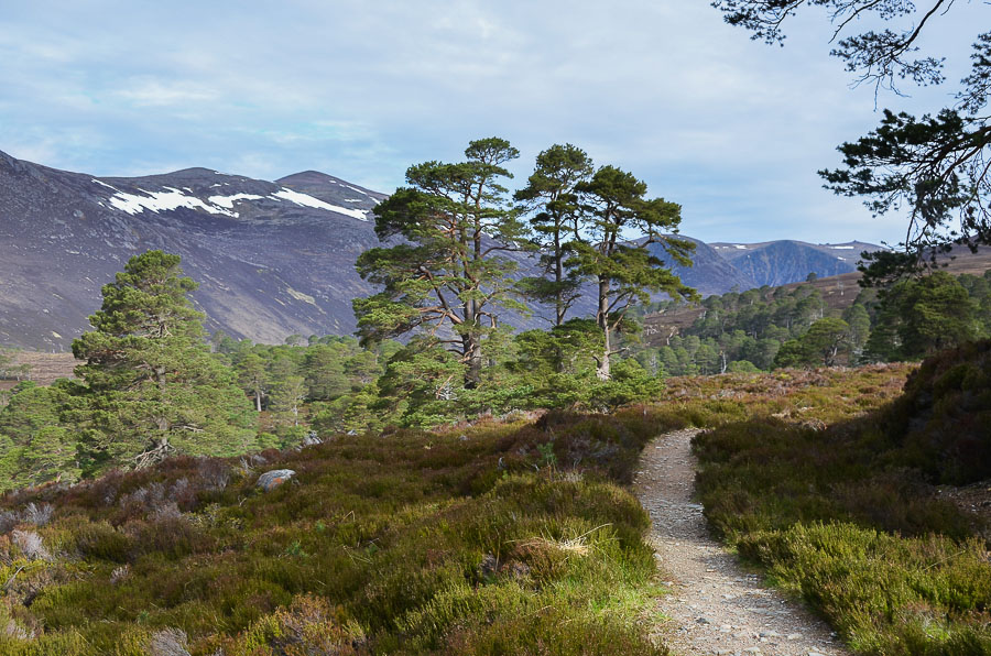 Beinn a'Chaorainn and Beinn Bhreac